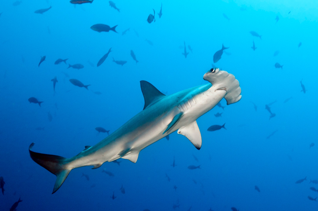 Library - Images | SeaYouTomorrow